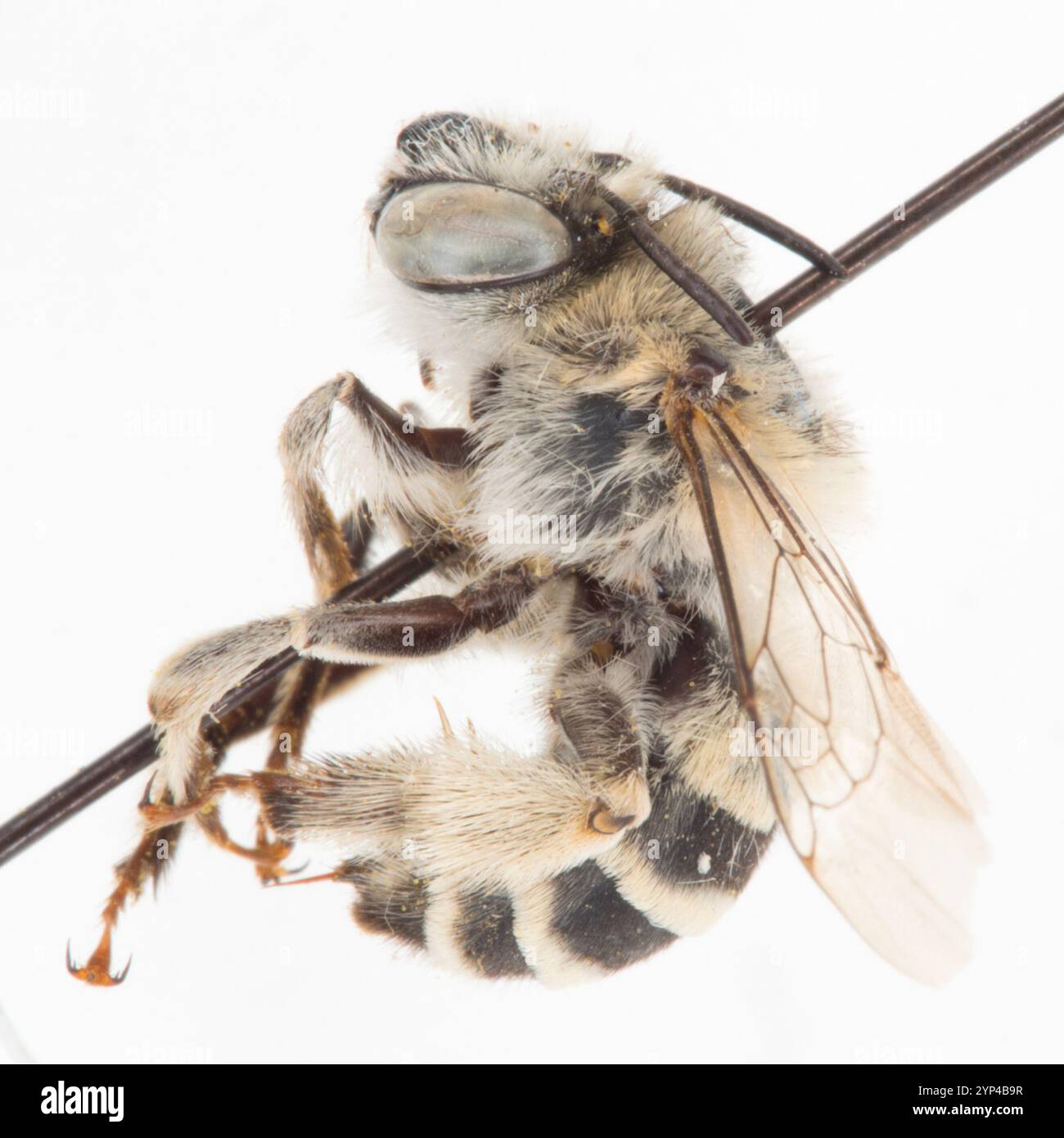 Urbane Digger Bee (Anthophora urbana Stock Photo - Alamy