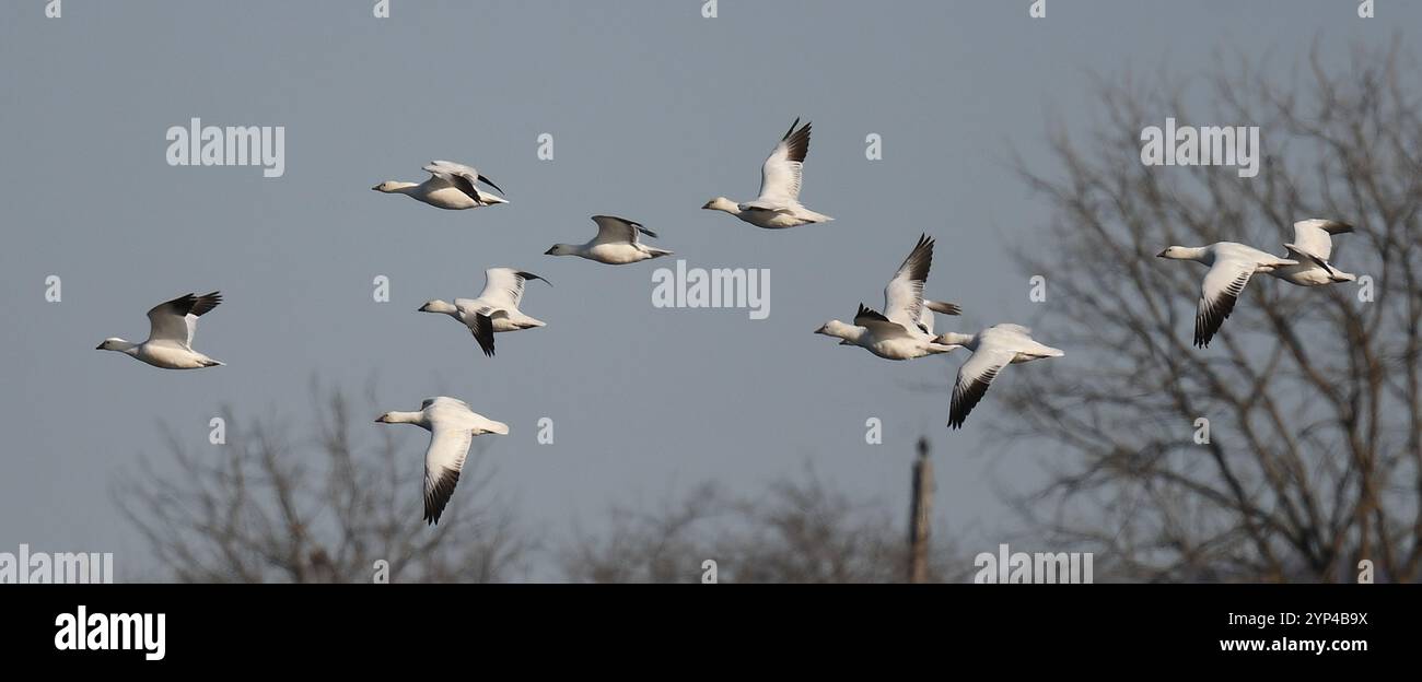 Ross's Goose (Anser rossii Stock Photo - Alamy