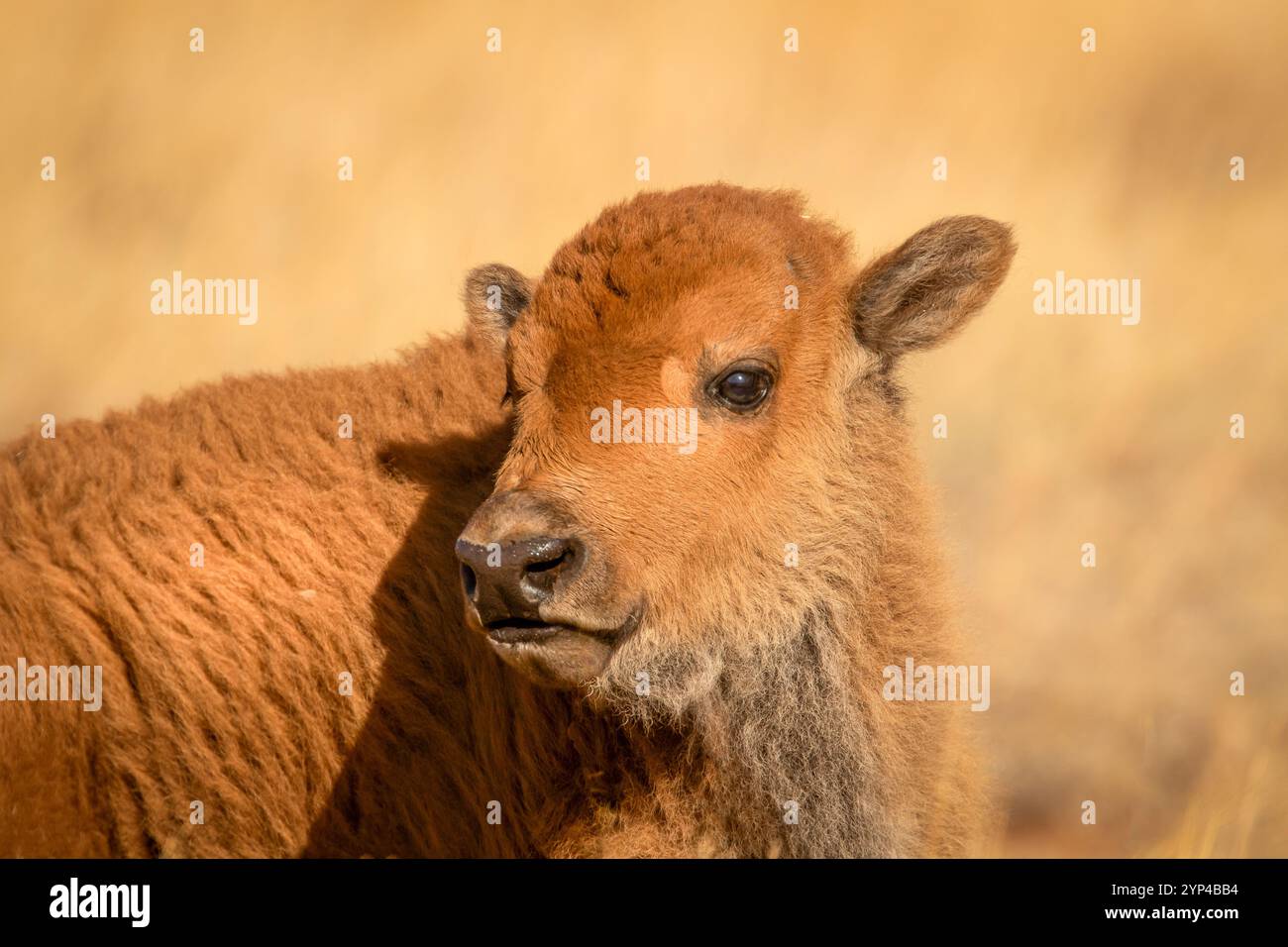 baby bison looking over shoulder Stock Photo - Alamy