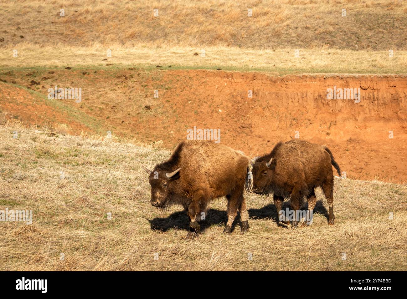 Wind Cave Bison Walking Together Stock Photo - Alamy