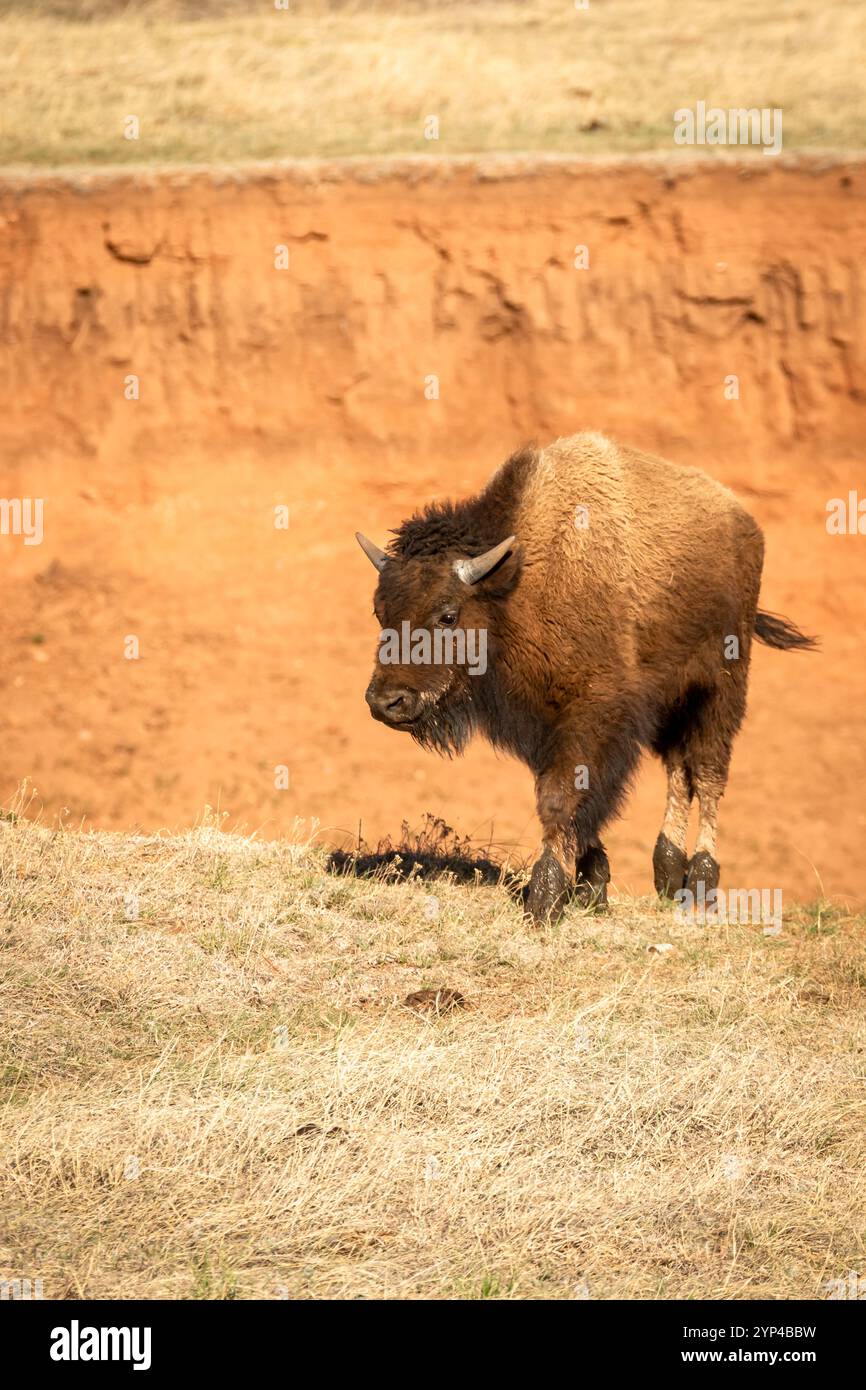 Wind Cave Bison Coming out of a Draw Stock Photo - Alamy