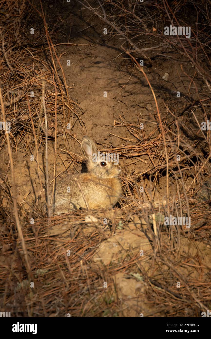 Bunny Rabbit sitting in the sun by its Den Stock Photo - Alamy