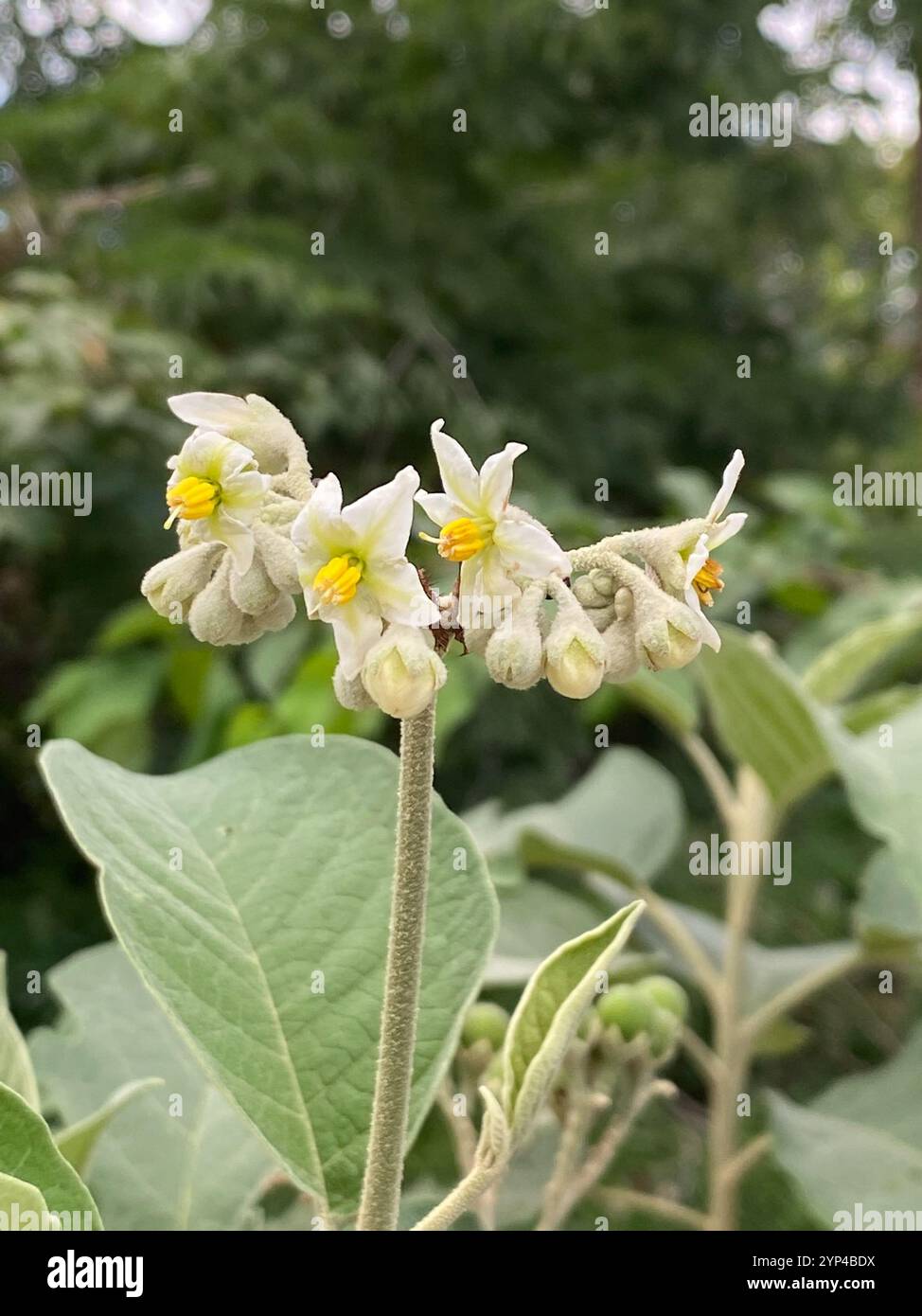 potato tree (Solanum erianthum Stock Photo - Alamy