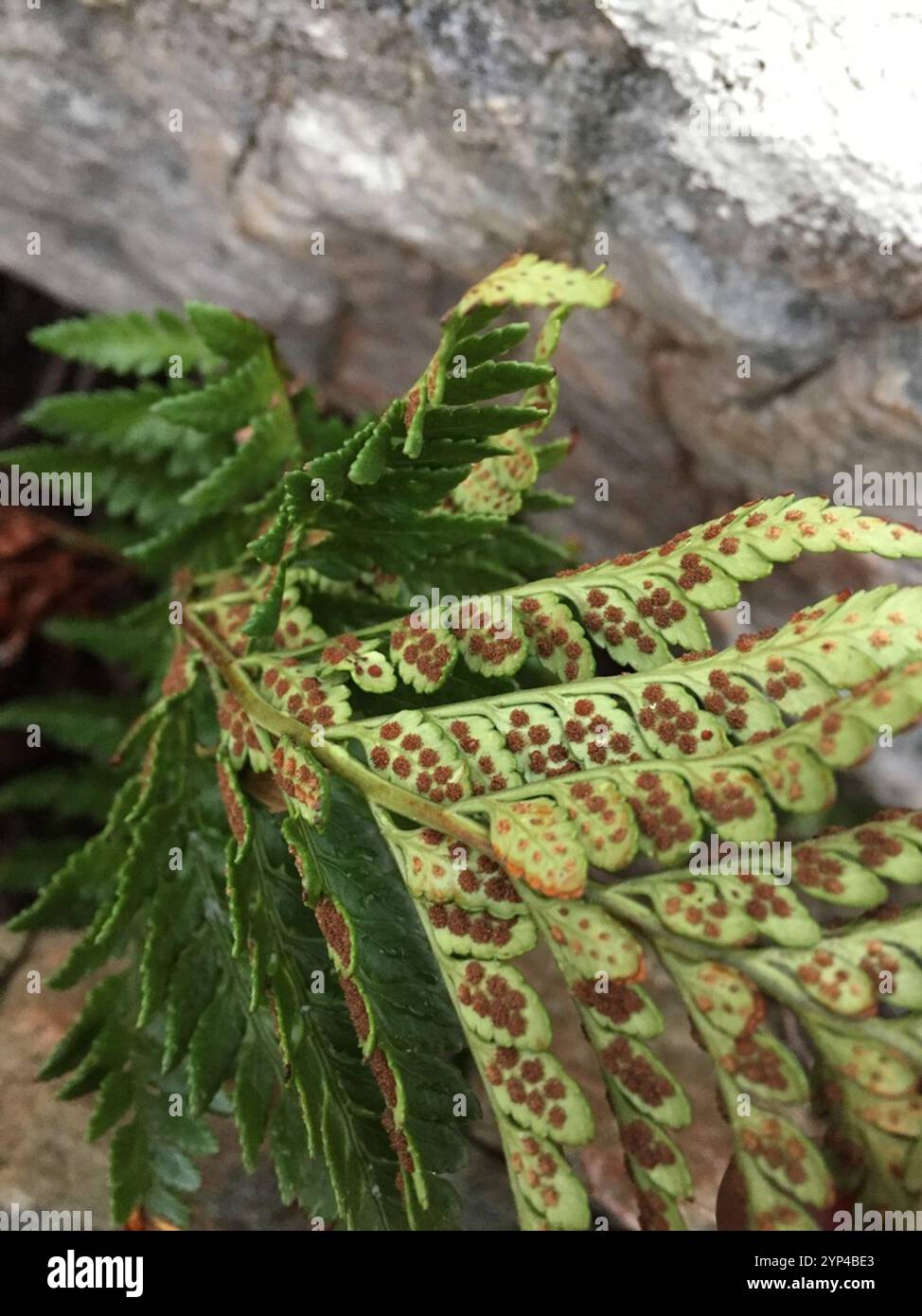 leatherleaf fern (Rumohra adiantiformis Stock Photo - Alamy