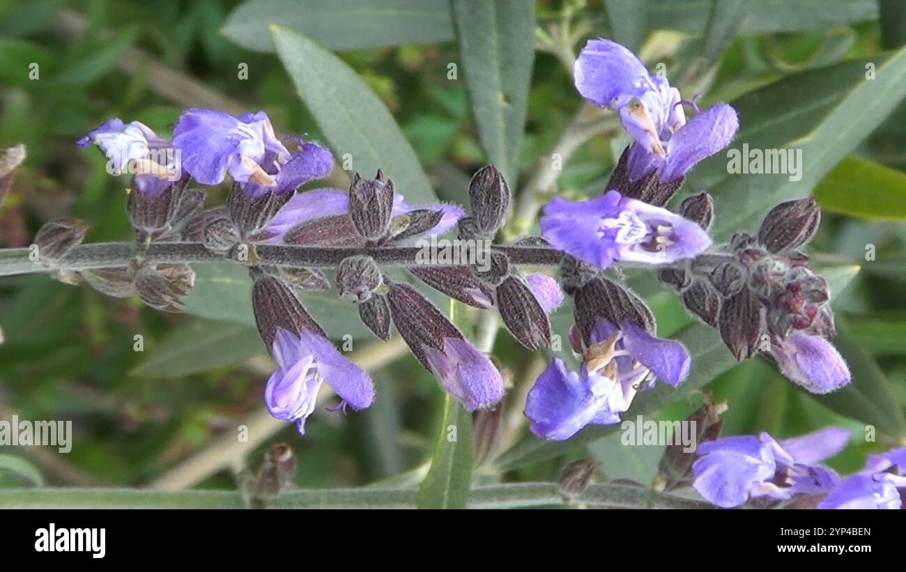 garden sage (Salvia officinalis Stock Photo - Alamy