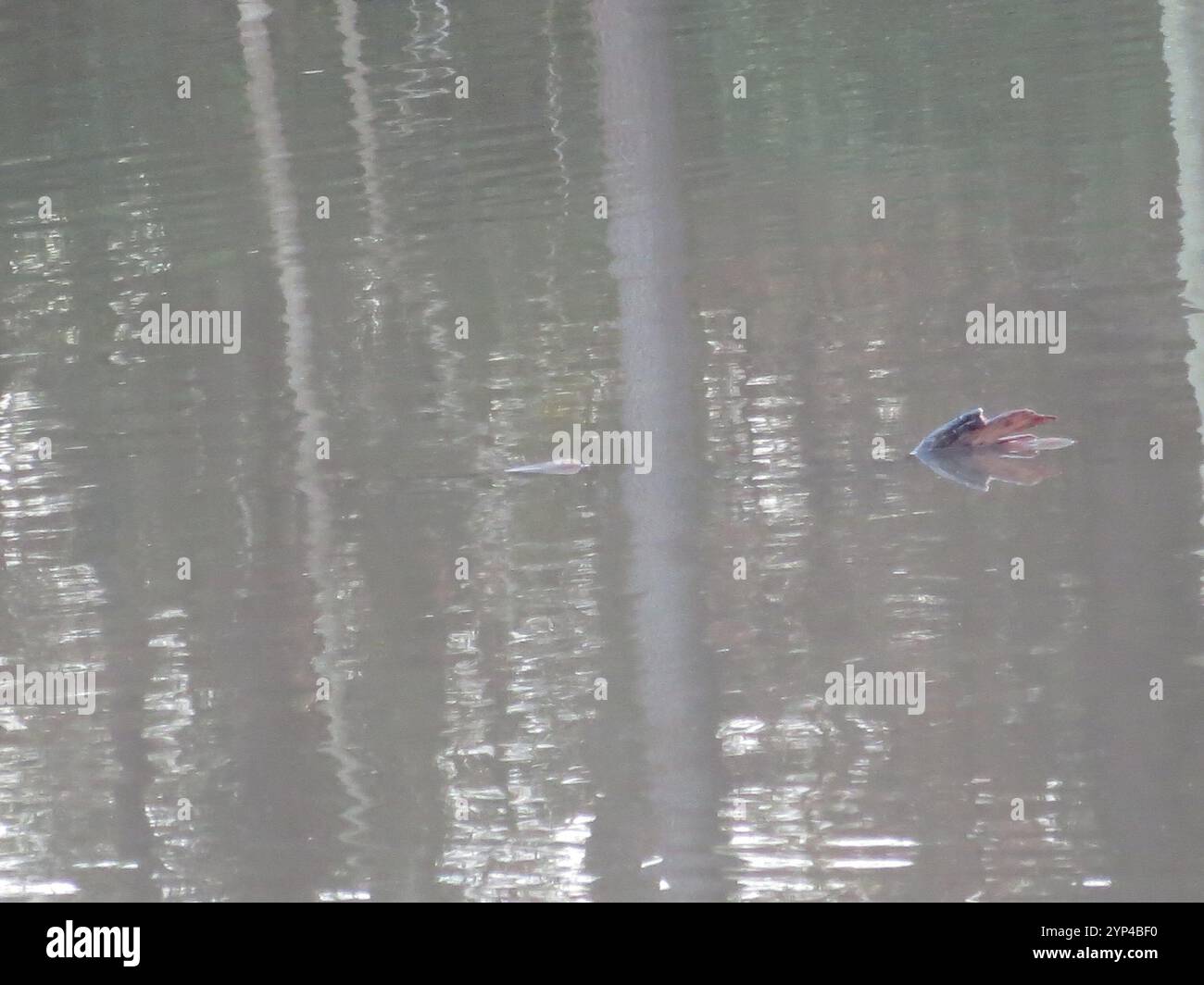 Ray-finned Fishes (Actinopterygii Stock Photo - Alamy