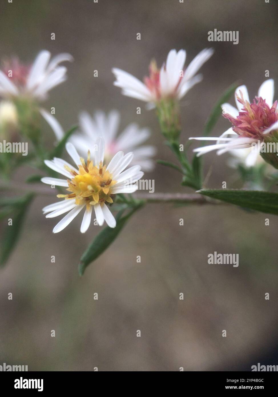 Ontario Aster (Symphyotrichum ontarionis ontarionis Stock Photo - Alamy