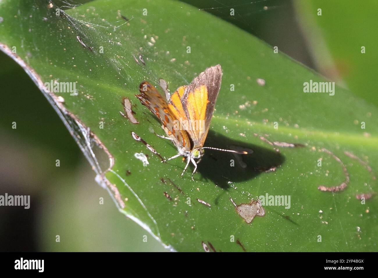 Hypochrysops apelles hi-res stock photography and images - Alamy