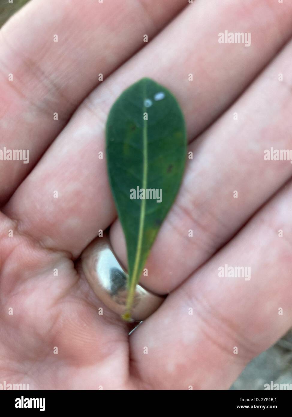 Locustberry (Byrsonima lucida Stock Photo - Alamy