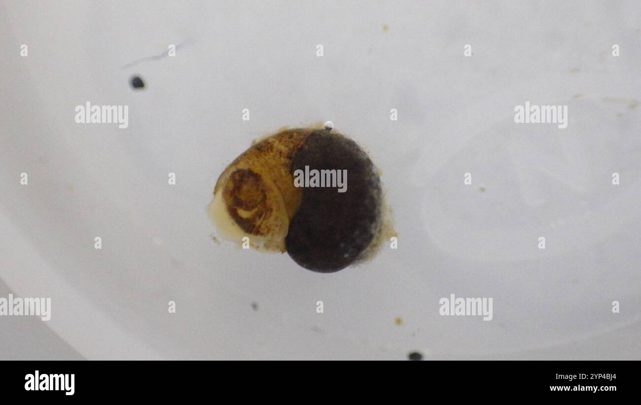 Hydrobiid Mud Snails (Hydrobiidae Stock Photo - Alamy