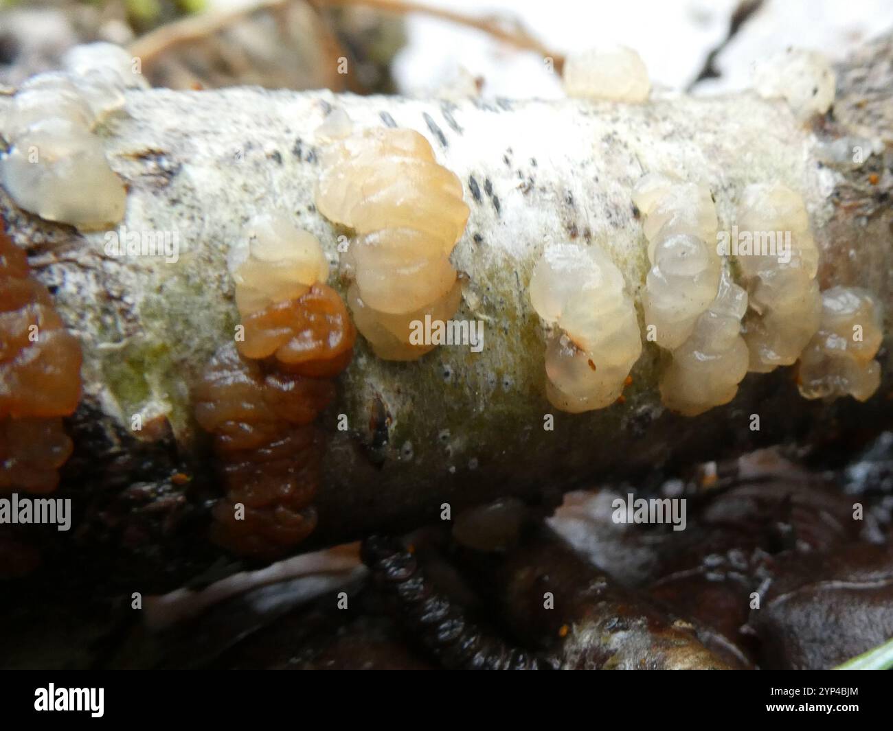 Crystal Brain Fungus (Myxarium nucleatum Stock Photo - Alamy