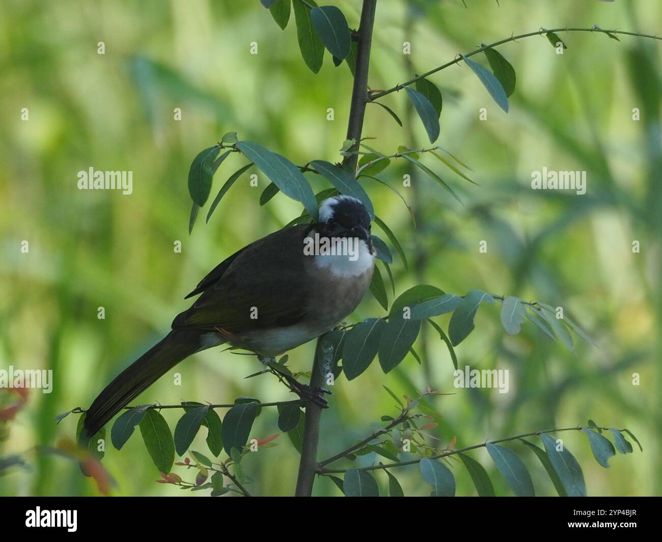 Taiwan Bulbul (Pycnonotus sinensis formosae Stock Photo - Alamy