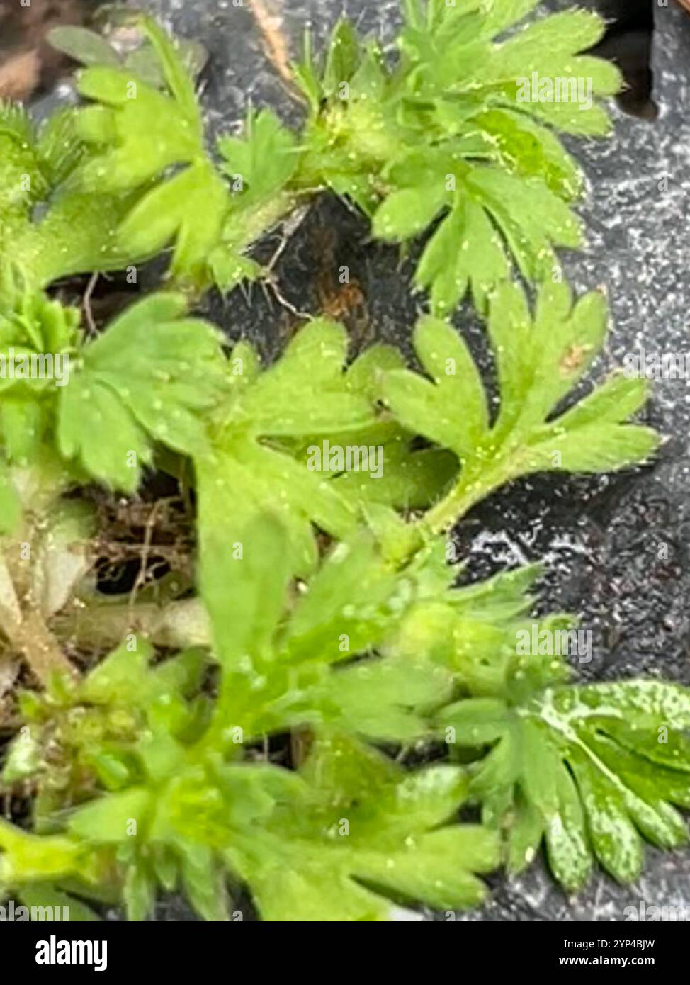 Slender parsley-piert (Alchemilla australis Stock Photo - Alamy