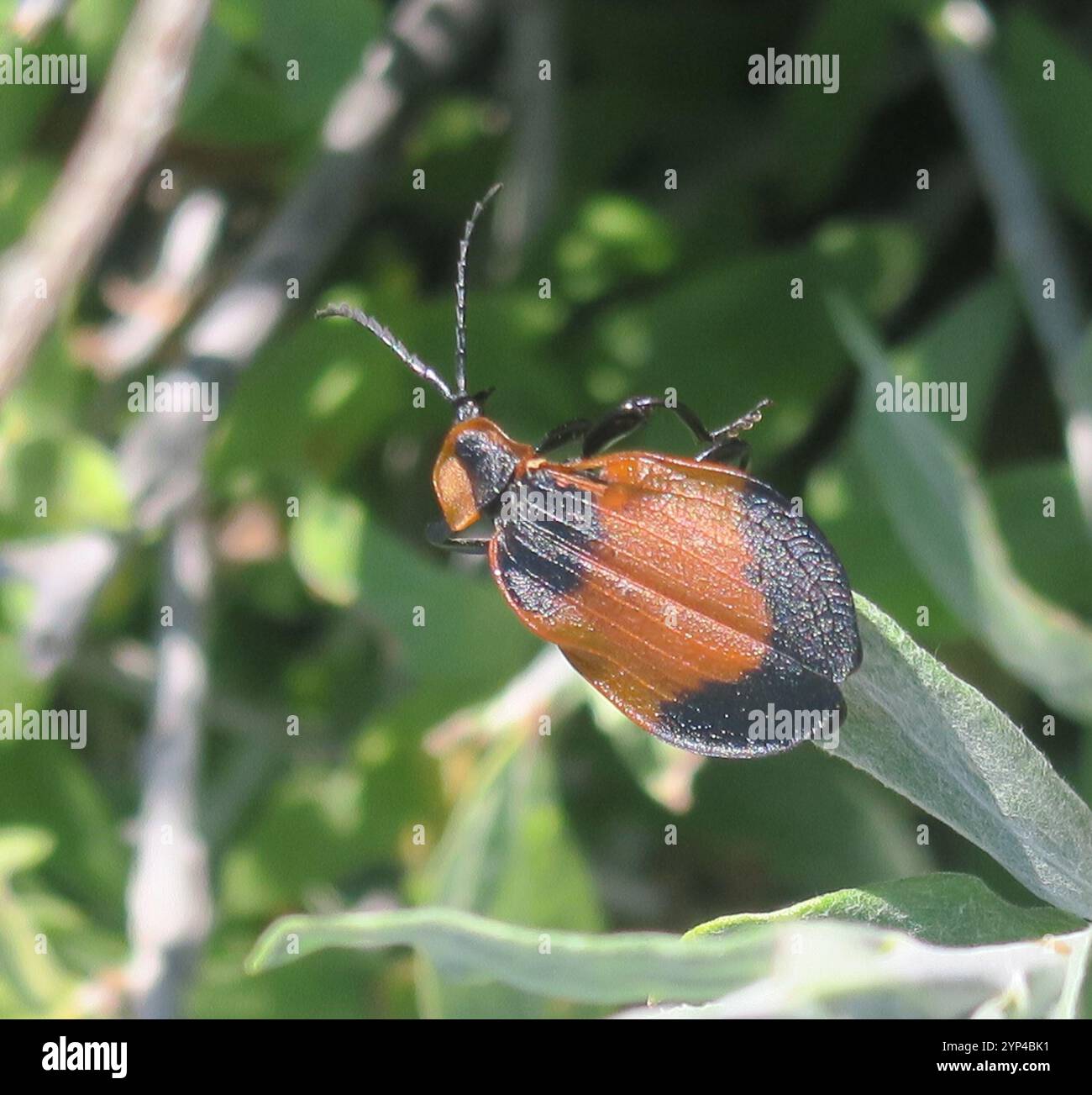 Netwing Beetles (Lycus Stock Photo - Alamy