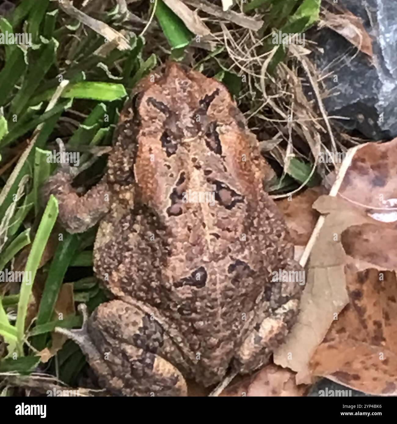 Southern Toad (Anaxyrus terrestris Stock Photo - Alamy