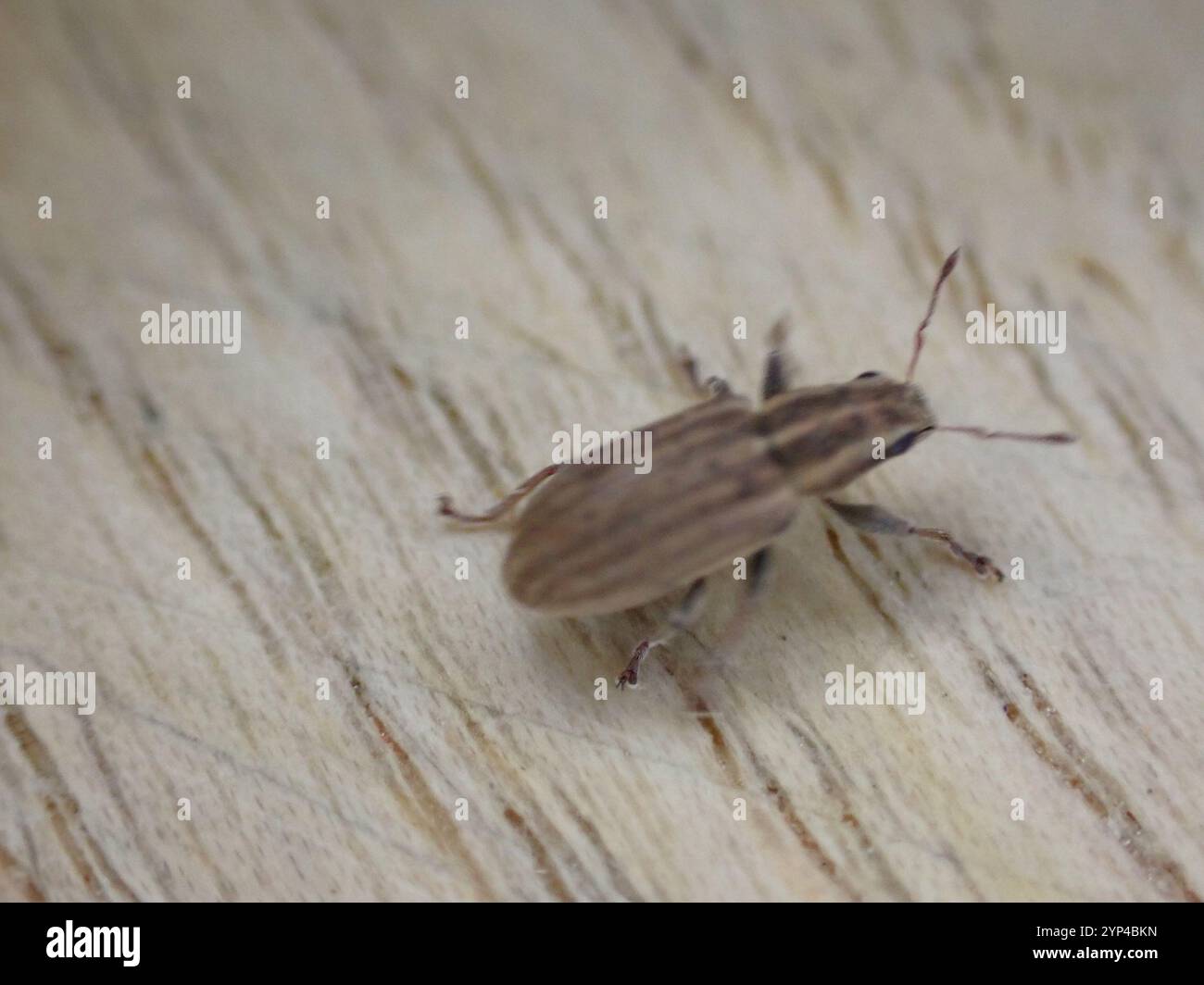 Pea Weevil (Sitona lineatus Stock Photo - Alamy