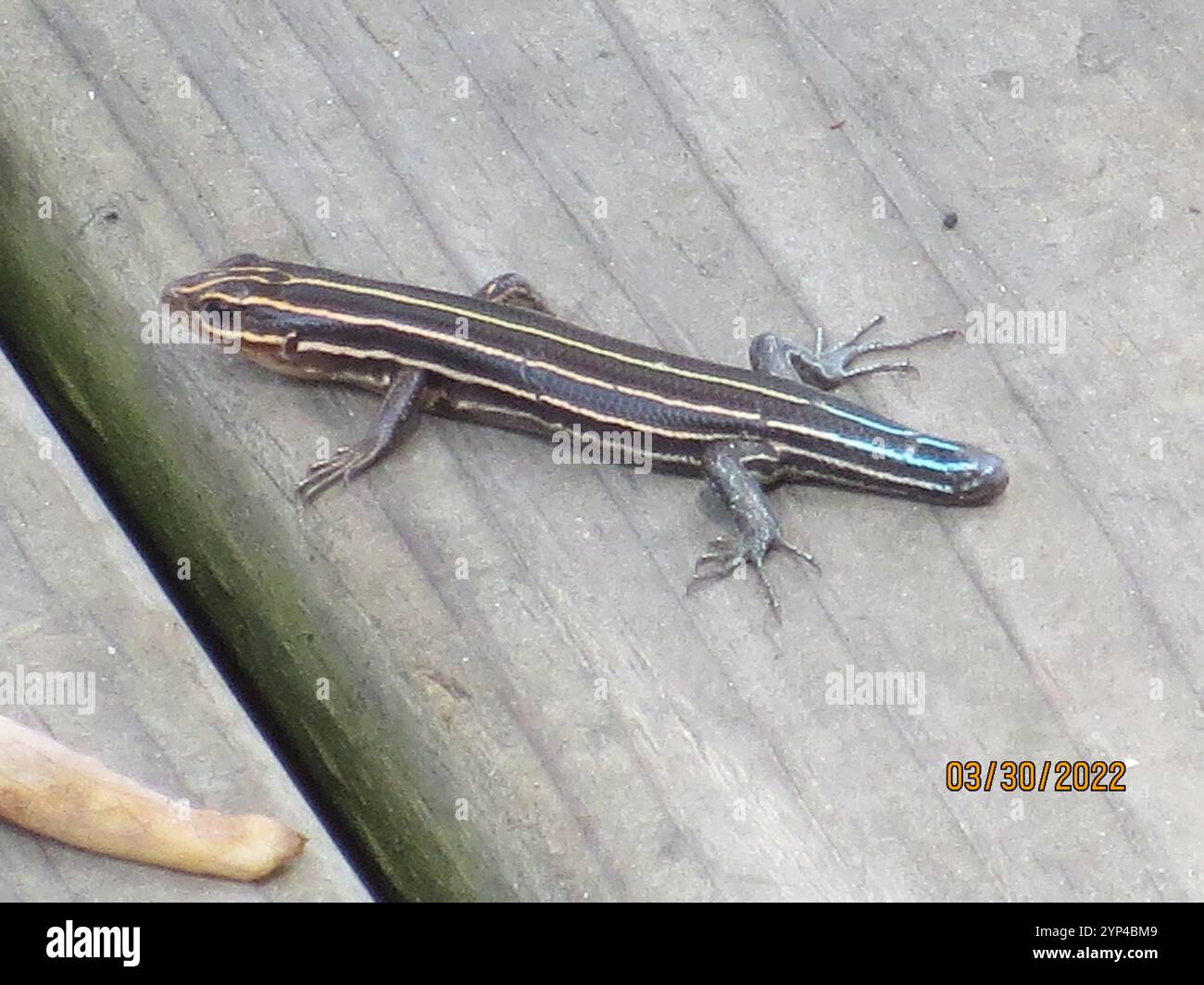 Common Five-lined Skink (Plestiodon fasciatus Stock Photo - Alamy