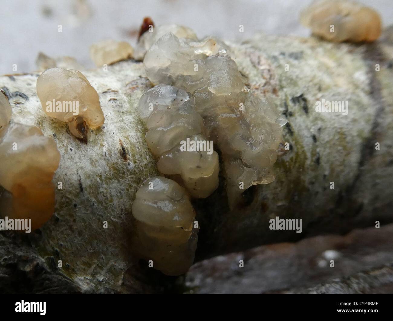 Crystal Brain Fungus (Myxarium nucleatum Stock Photo - Alamy