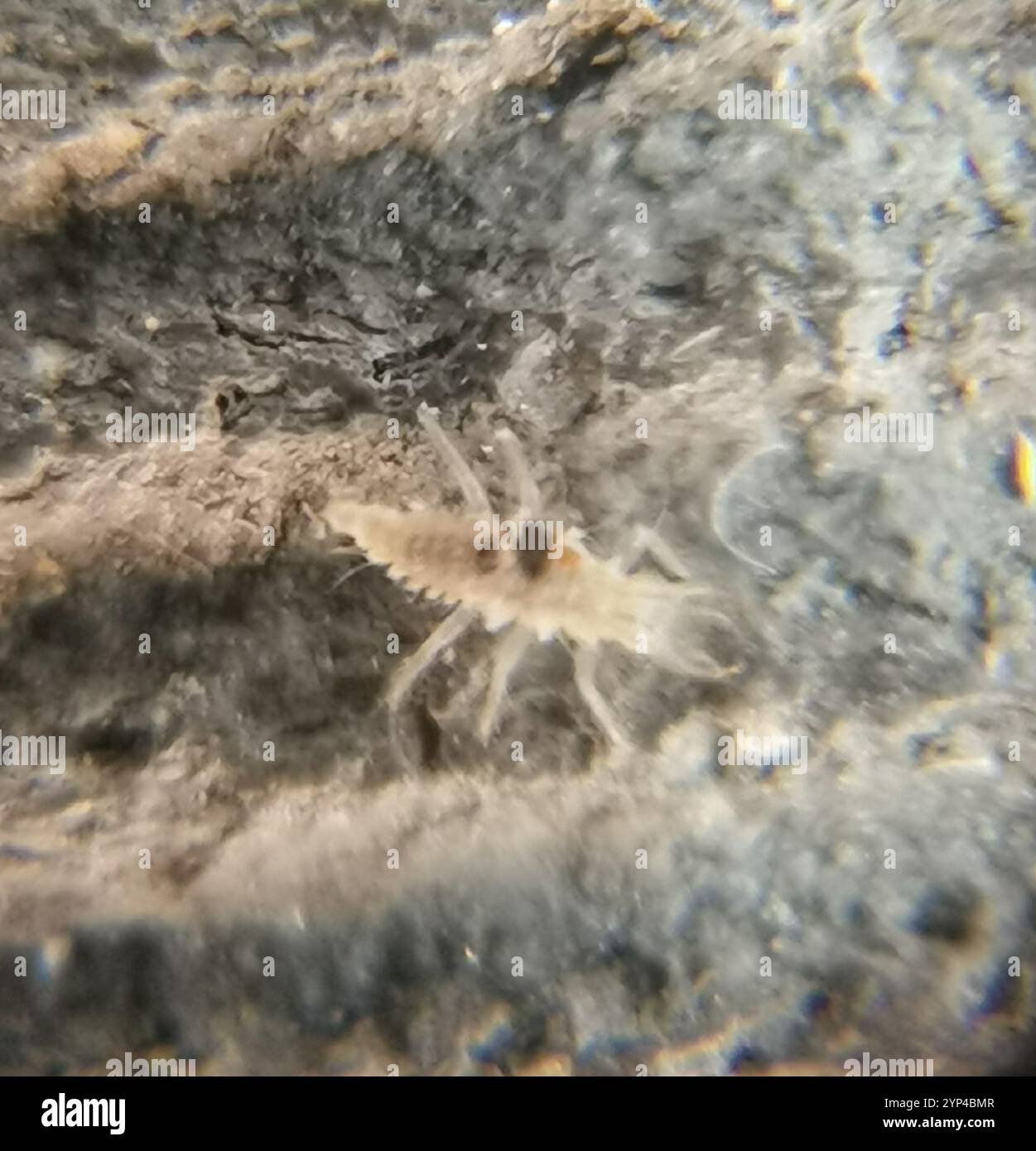 Mallada hi-res stock photography and images - Alamy