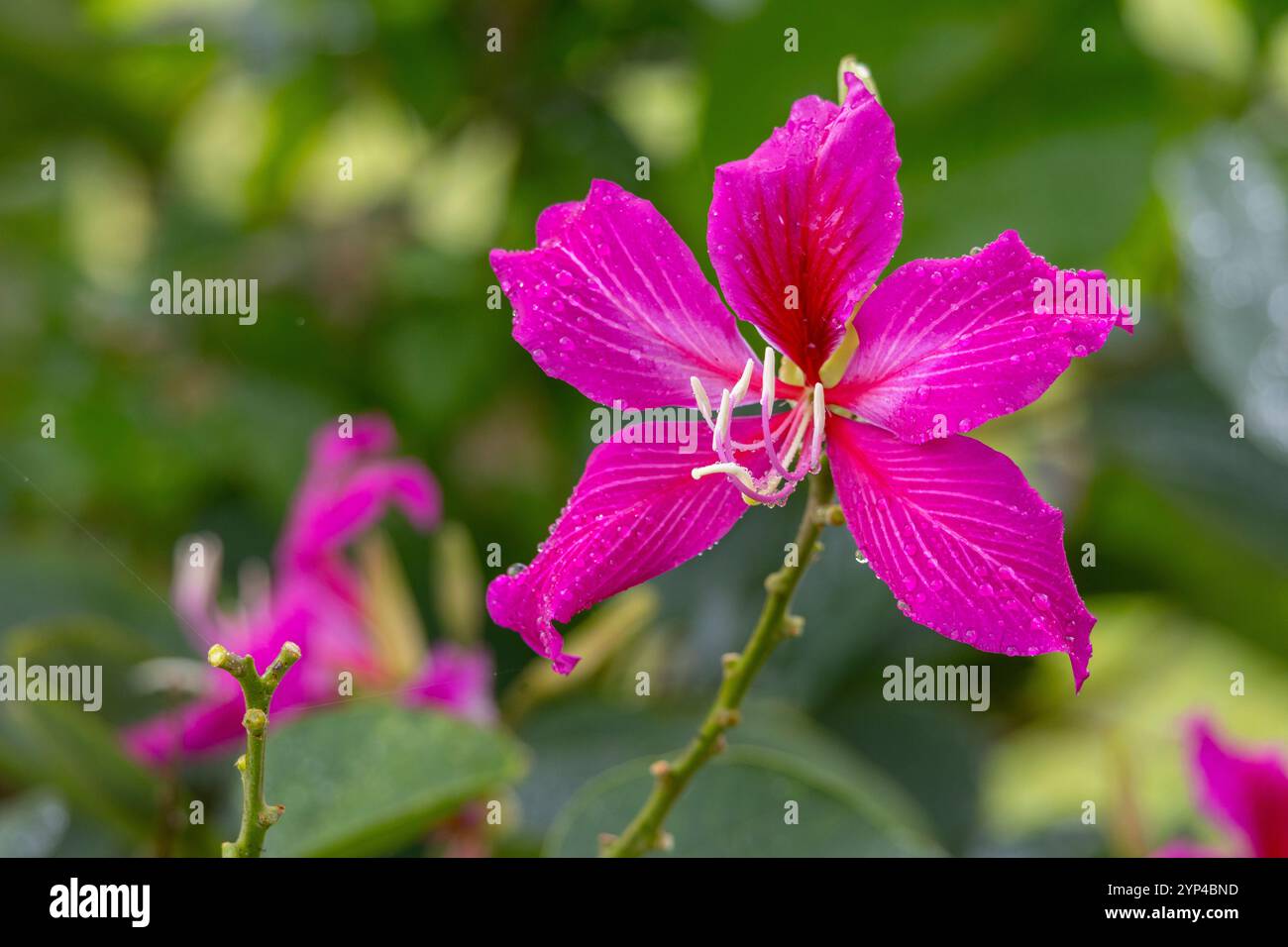 Hong Kong Orchid Tree, Bauhinia blakeana, Smiths Tropical Paradise ...