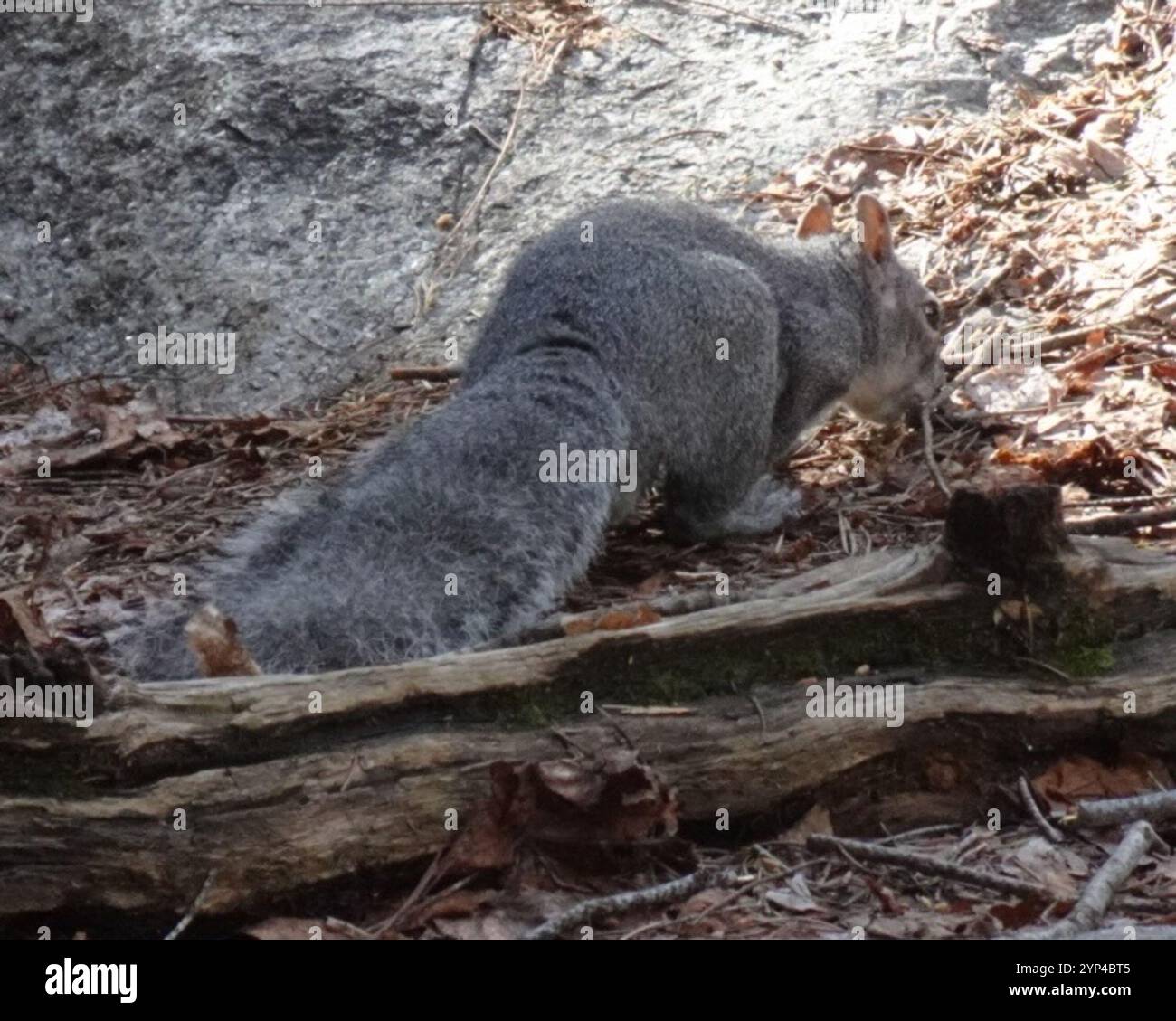Western Gray Squirrel (Sciurus griseus Stock Photo - Alamy