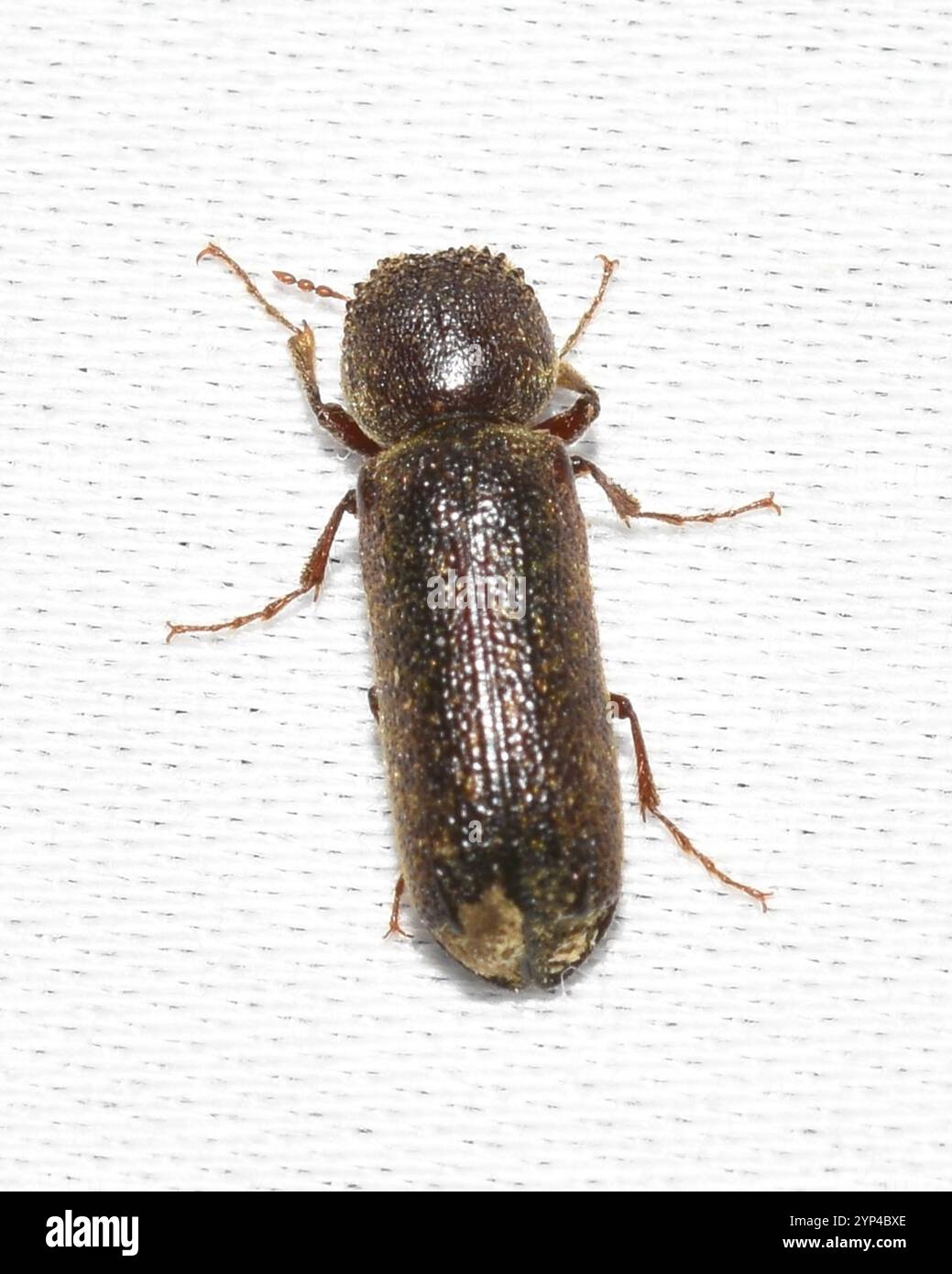 Apple Twig Borer (Amphicerus bicaudatus Stock Photo - Alamy