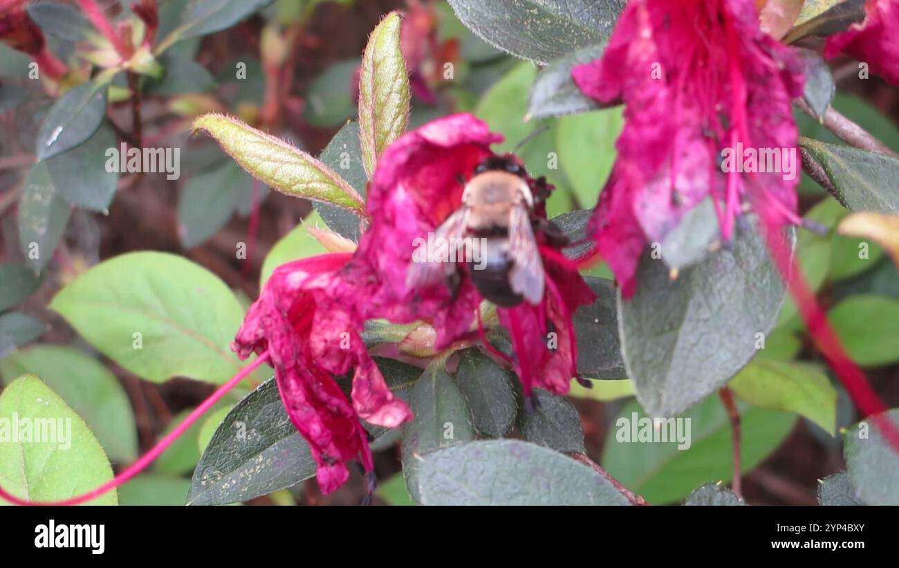 Habropoda hi-res stock photography and images - Alamy
