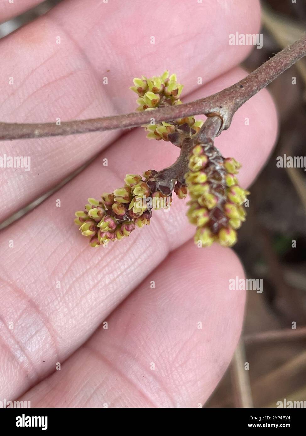 fragrant sumac (Rhus aromatica Stock Photo - Alamy