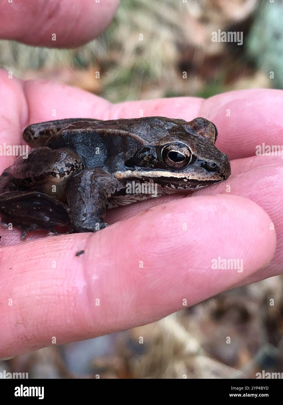 Wood Frog (Lithobates sylvaticus Stock Photo - Alamy