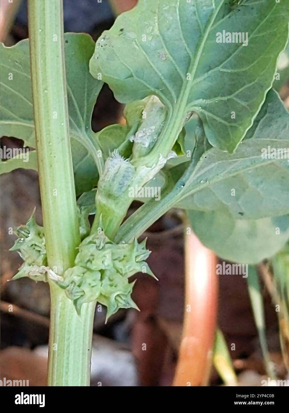Devil's Thorn (Rumex spinosus Stock Photo - Alamy