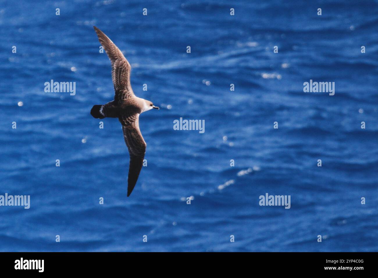 Great Shearwater (Ardenna gravis Stock Photo - Alamy