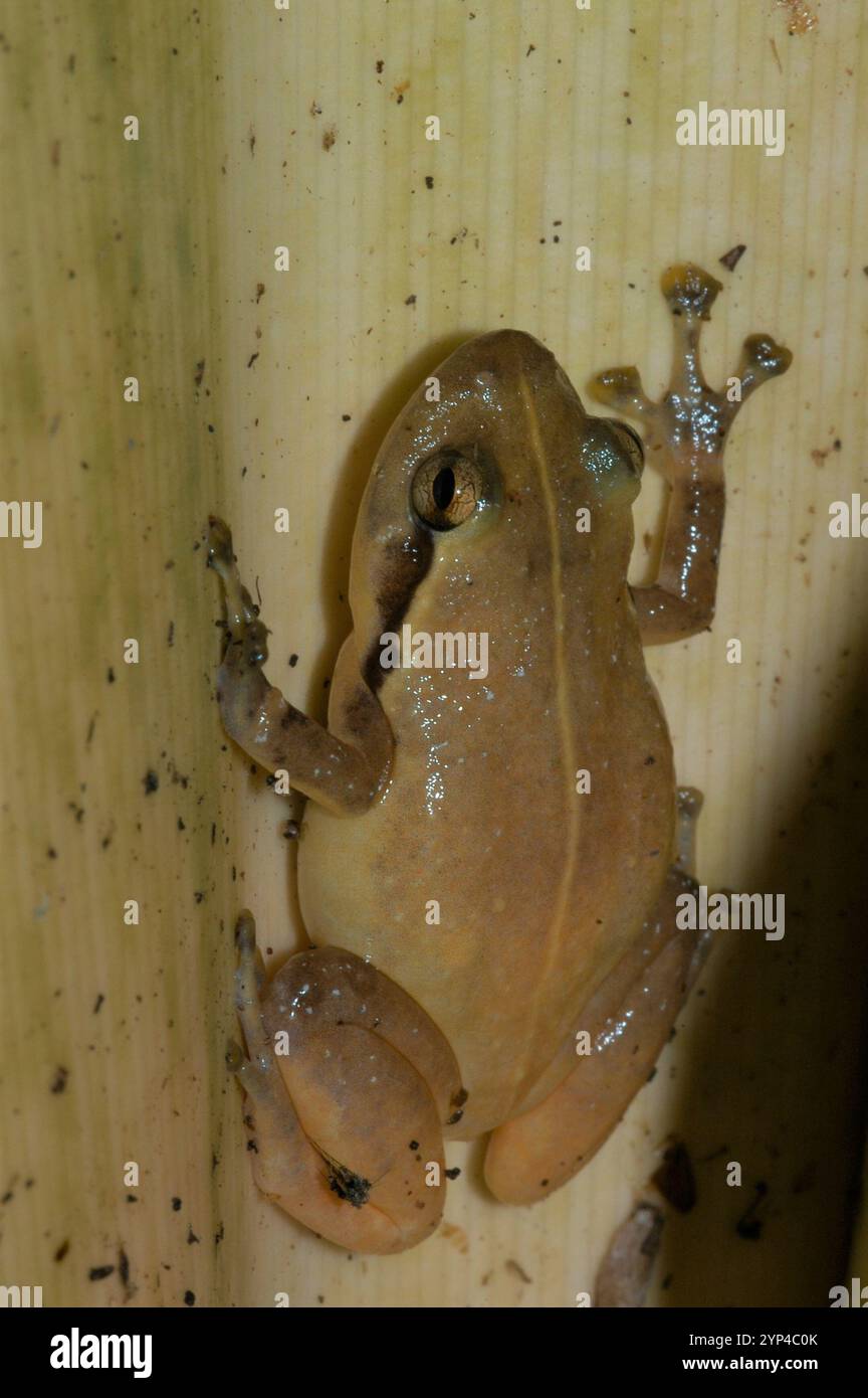 Ambatoharanana Whistling Frog (Platypelis tuberifera Stock Photo - Alamy
