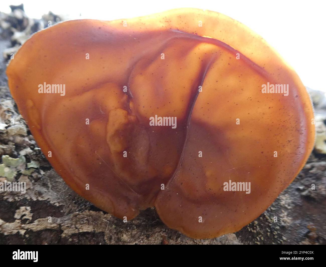Jelly Tree Ear (Auricularia americana Stock Photo - Alamy