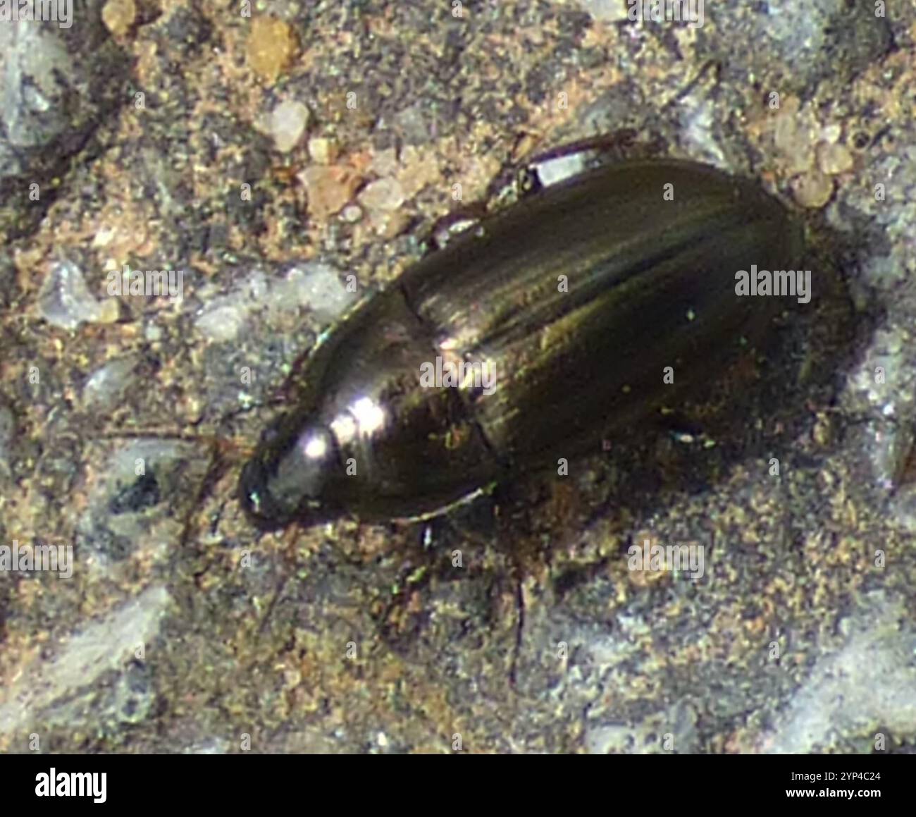 Sun Beetles (Amara Stock Photo - Alamy