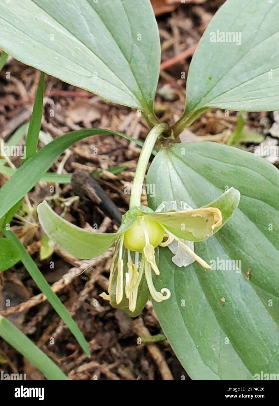 snow trillium (Trillium nivale Stock Photo - Alamy