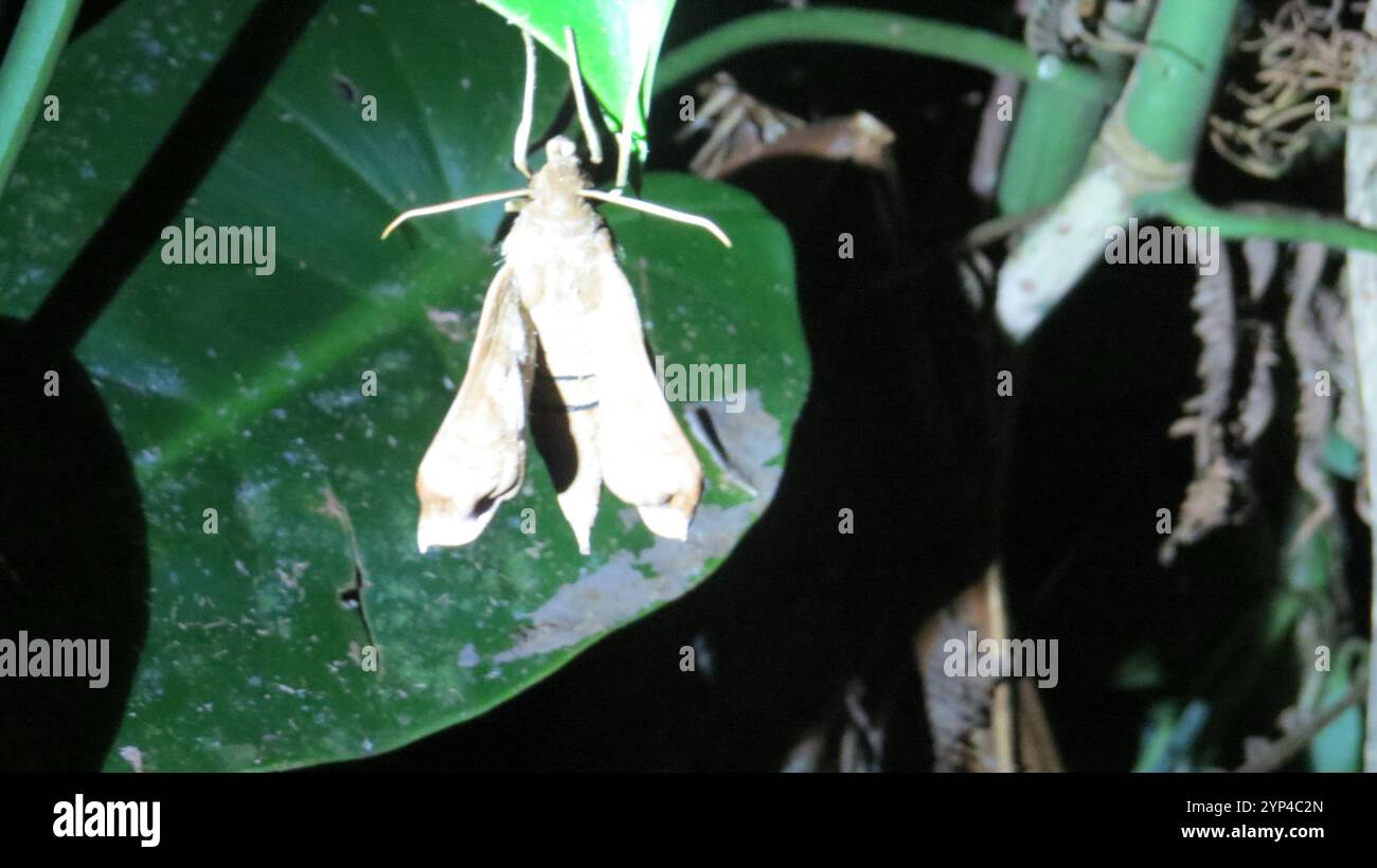 Sphinx Moths (Sphingidae Stock Photo - Alamy
