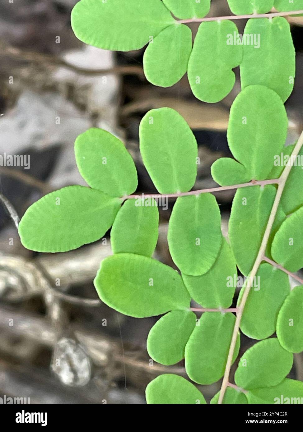 Coffee Fern (Pellaea andromedifolia Stock Photo - Alamy