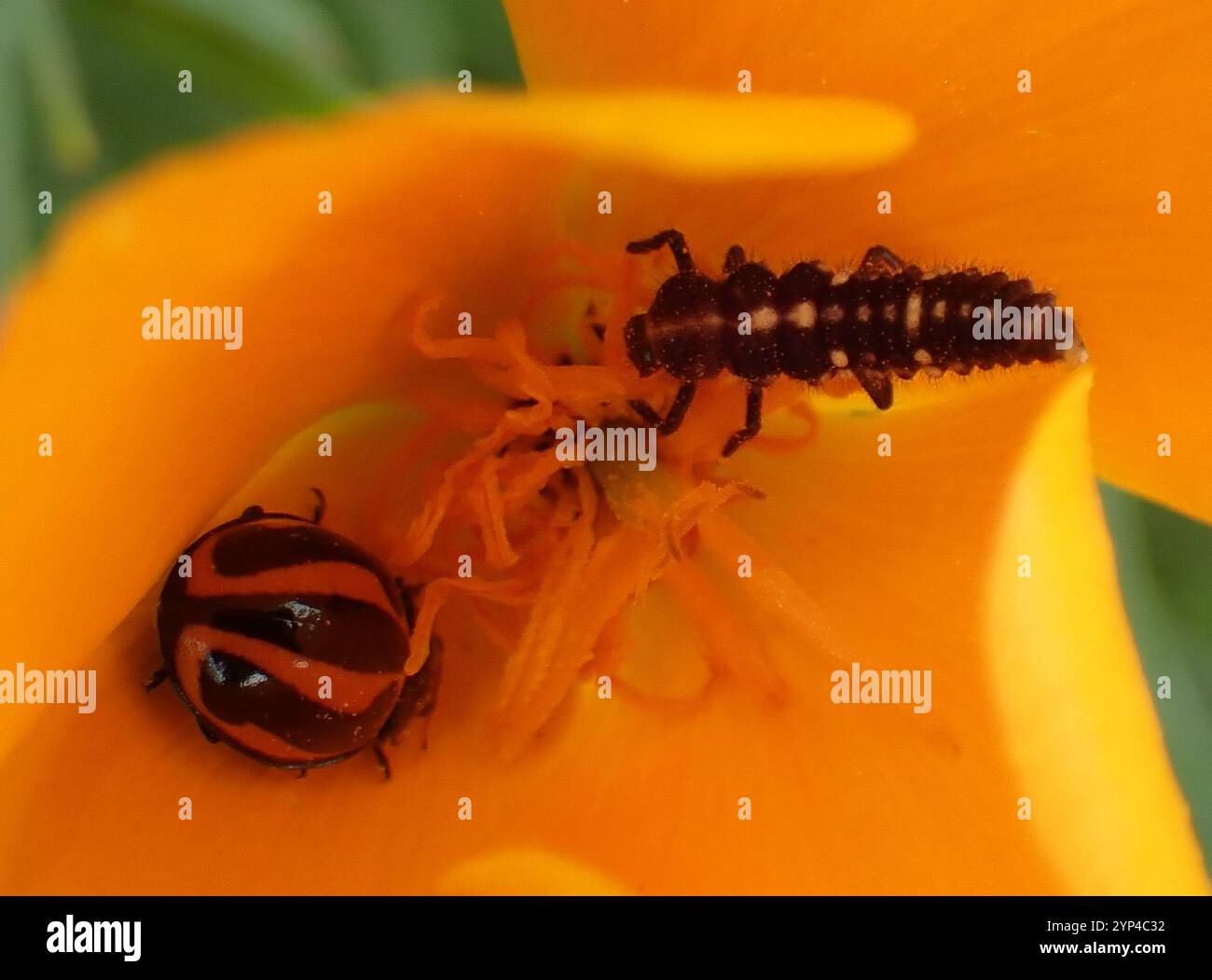 Striped Ladybird (Micraspis frenata Stock Photo - Alamy