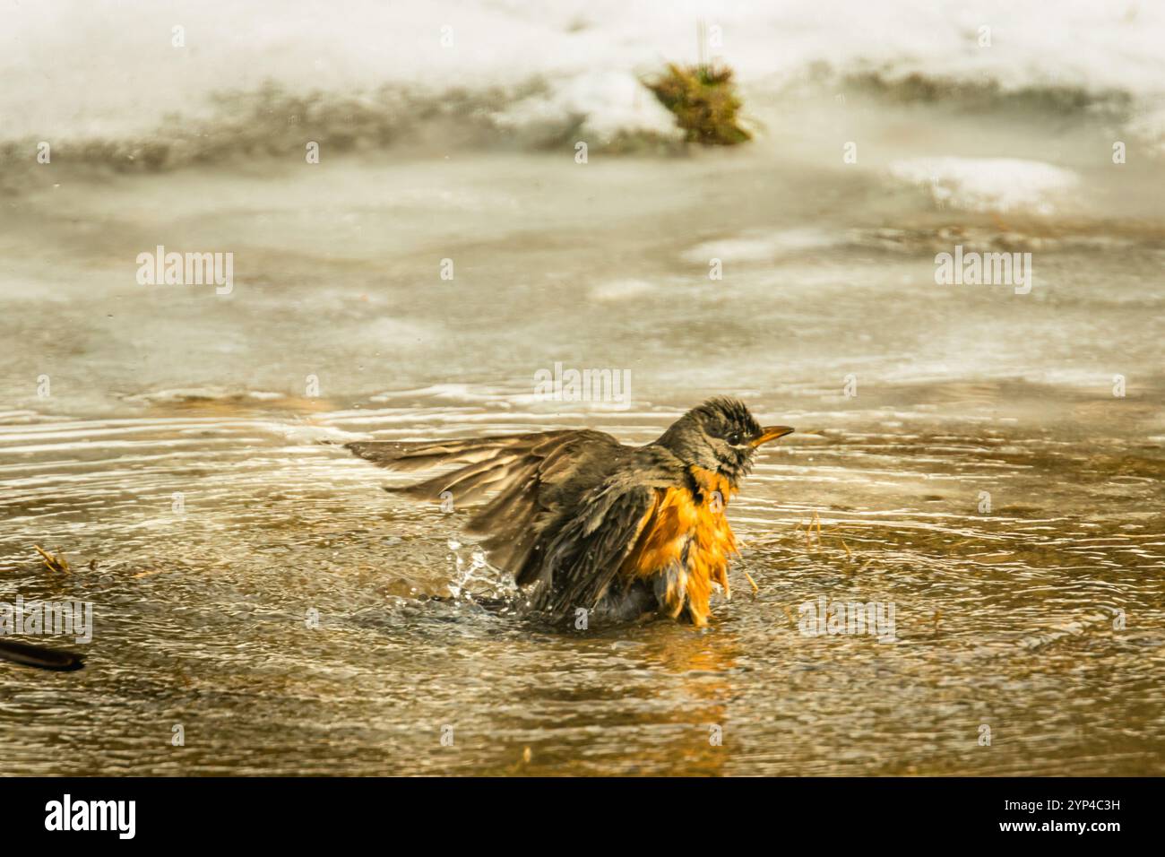 Early bathing hi-res stock photography and images - Alamy
