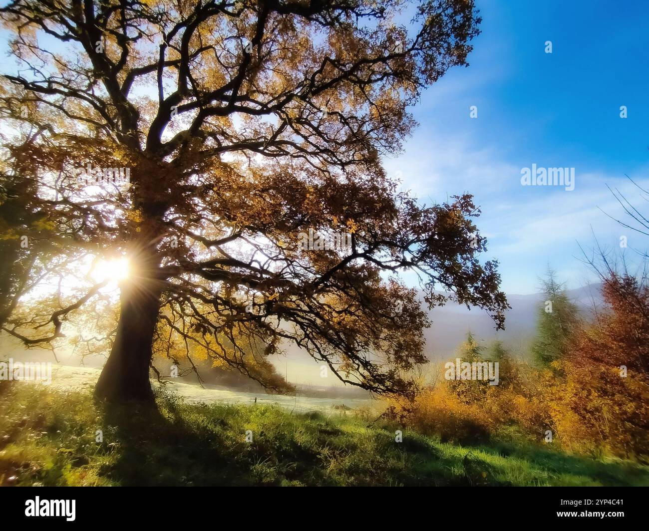 old tree in the morning mist Stock Photo - Alamy