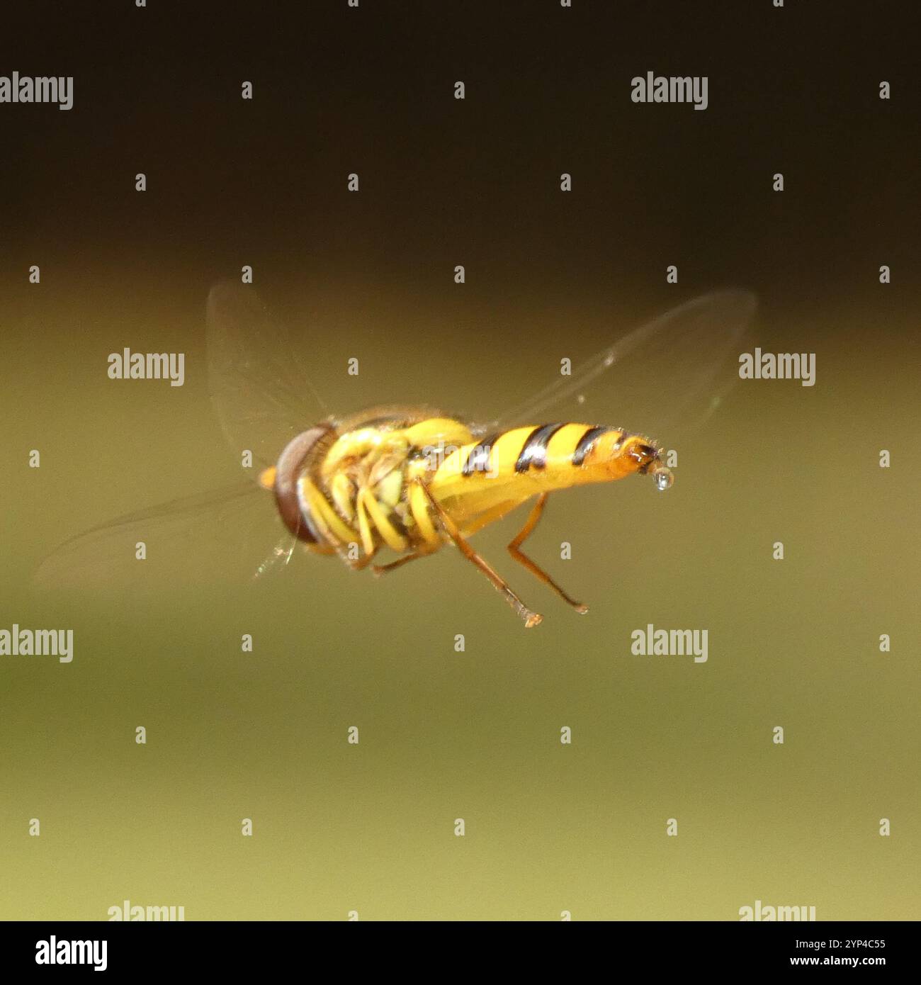Typical Hover Flies (Syrphinae Stock Photo - Alamy