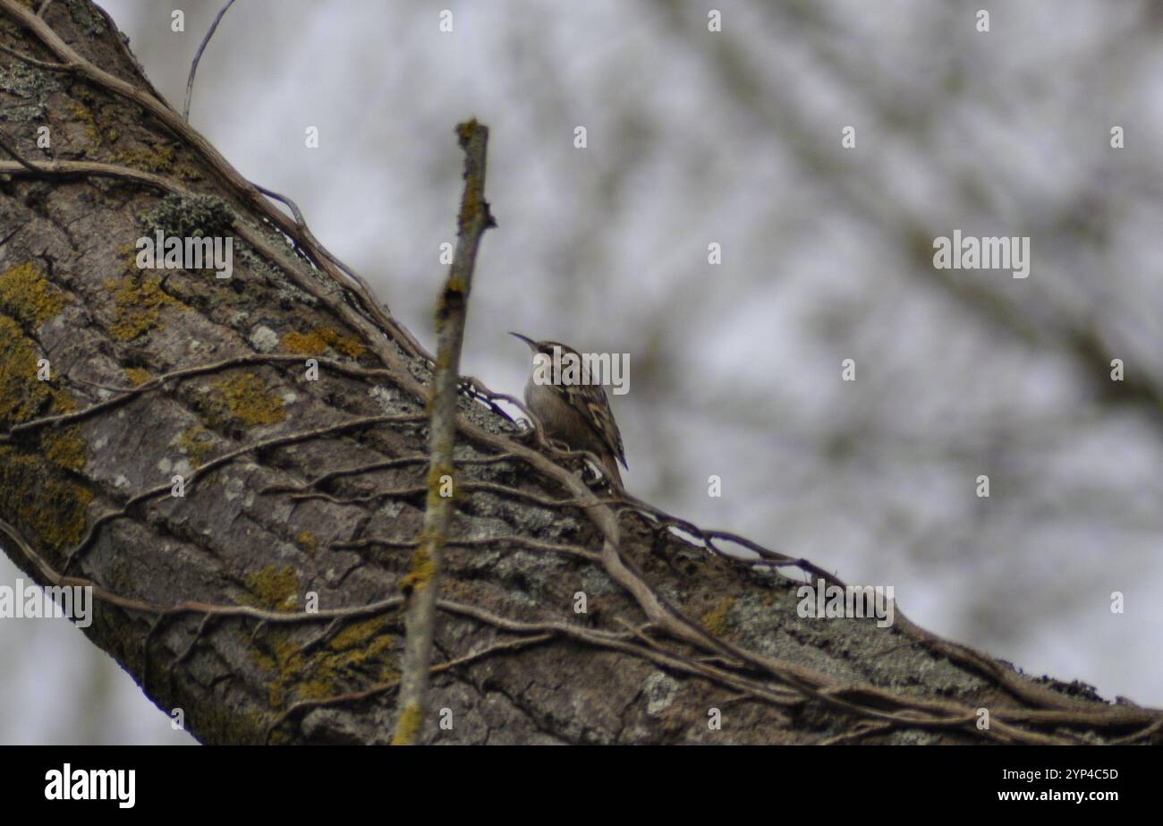 Short-toed Treecreeper (Certhia brachydactyla Stock Photo - Alamy