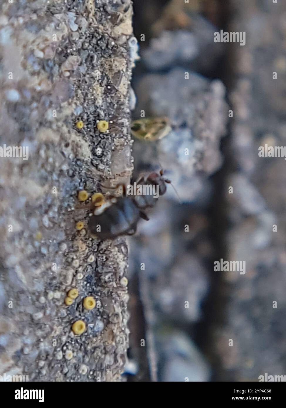 Cyclorrhaphan Flies (Cyclorrhapha Stock Photo - Alamy