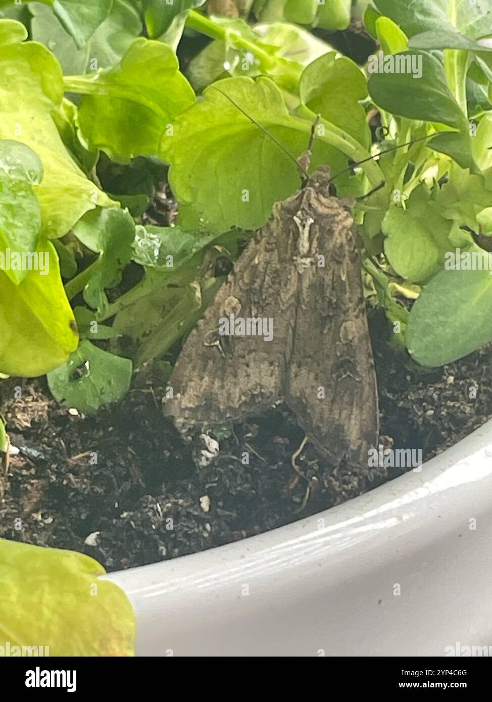Variegated Cutworm Moth (Peridroma saucia Stock Photo - Alamy