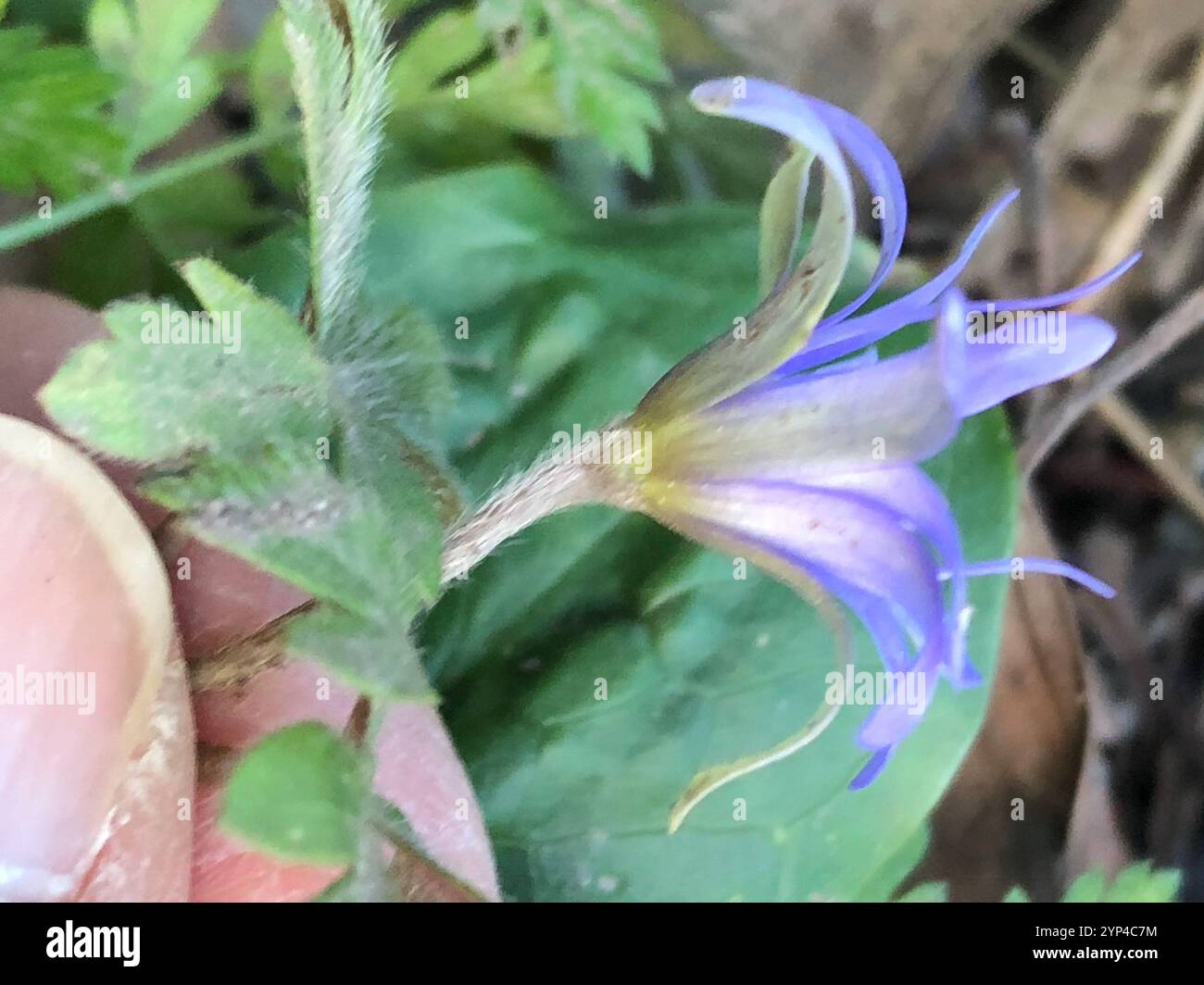 Greek Anemone (Anemonoides blanda Stock Photo - Alamy