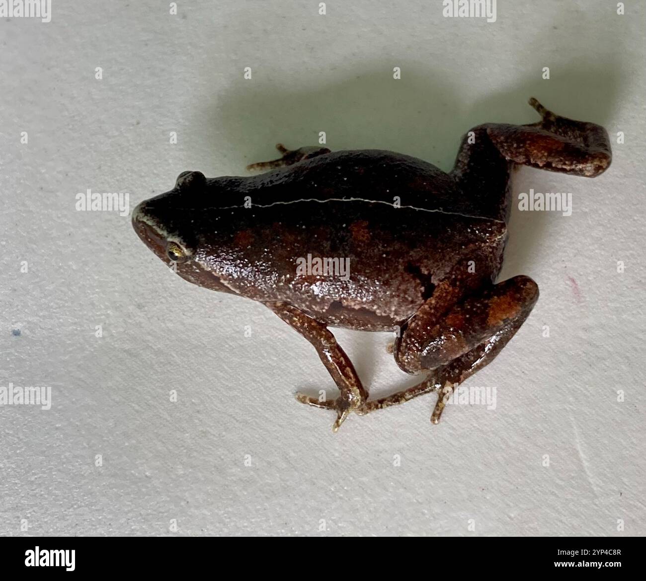 Basslers humming frog hi-res stock photography and images - Alamy