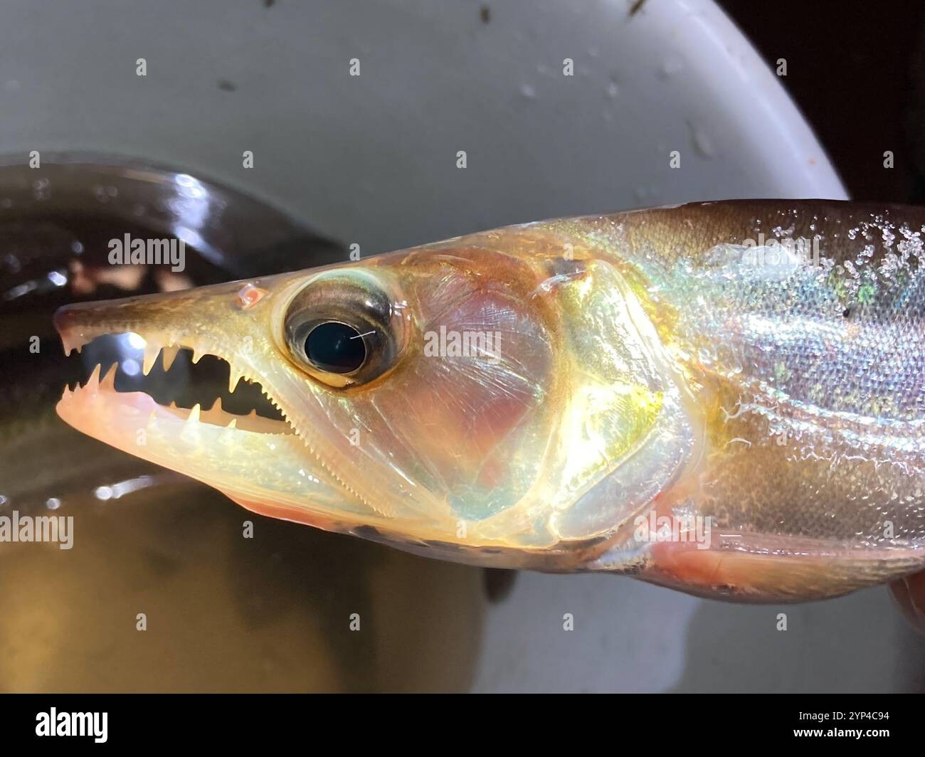 Acestrorhynchus hi-res stock photography and images - Alamy