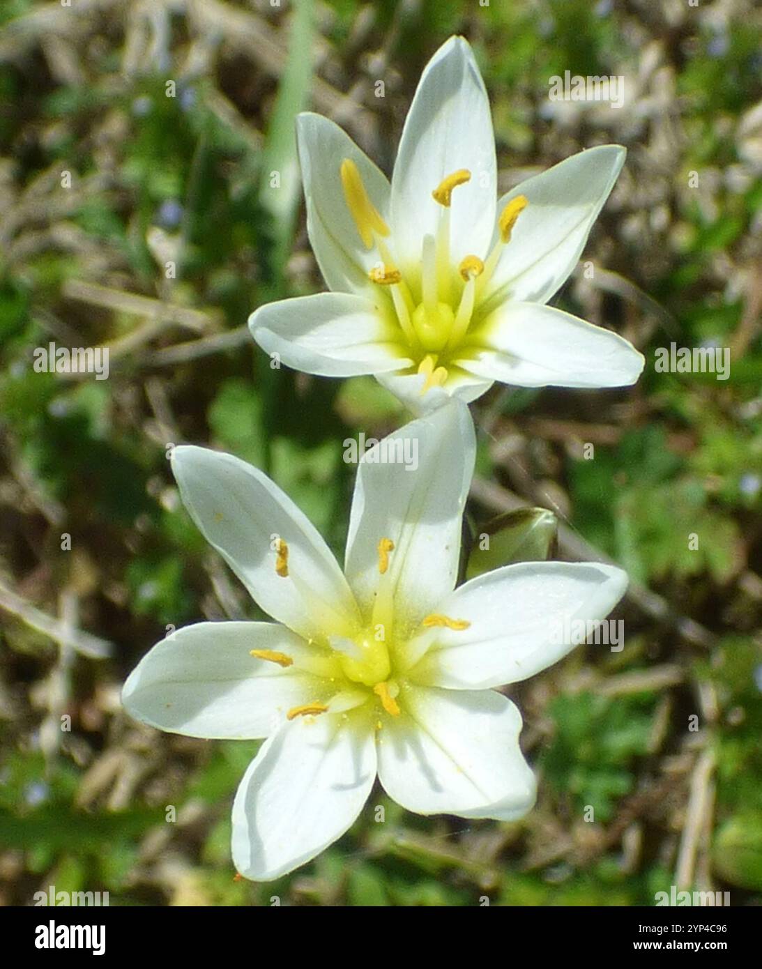 crowpoison (Nothoscordum bivalve Stock Photo - Alamy