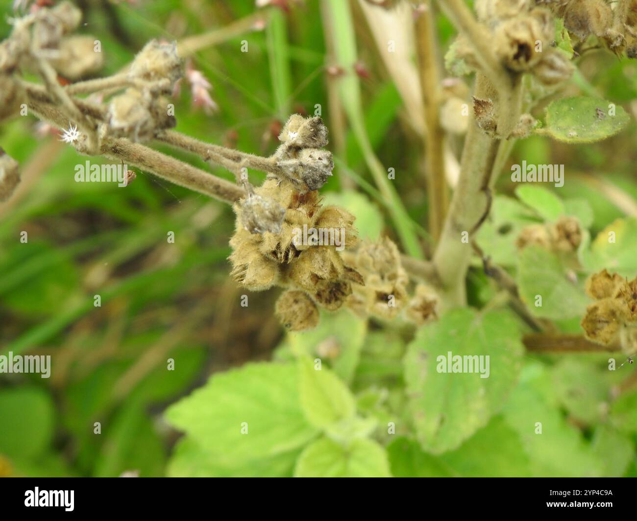 Flannel weed hi-res stock photography and images - Alamy