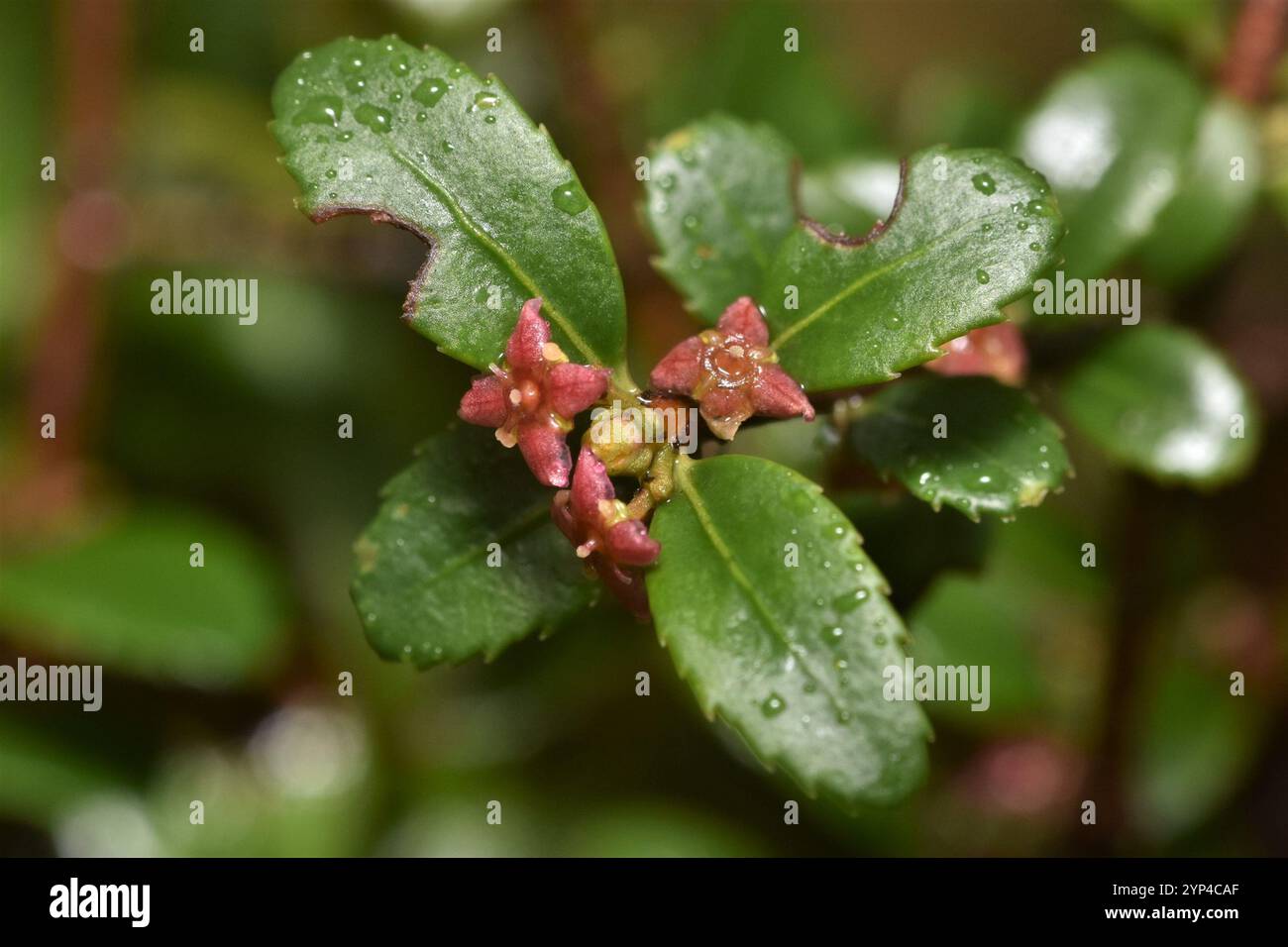 Oregon Boxwood (Paxistima myrsinites Stock Photo - Alamy